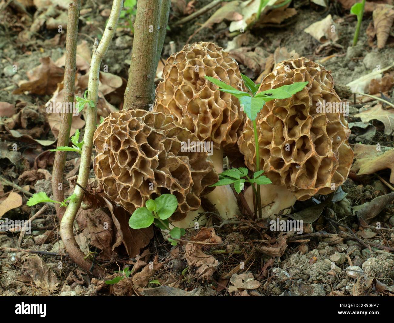 Morel mushroom edible hi-res stock photography and images - Alamy