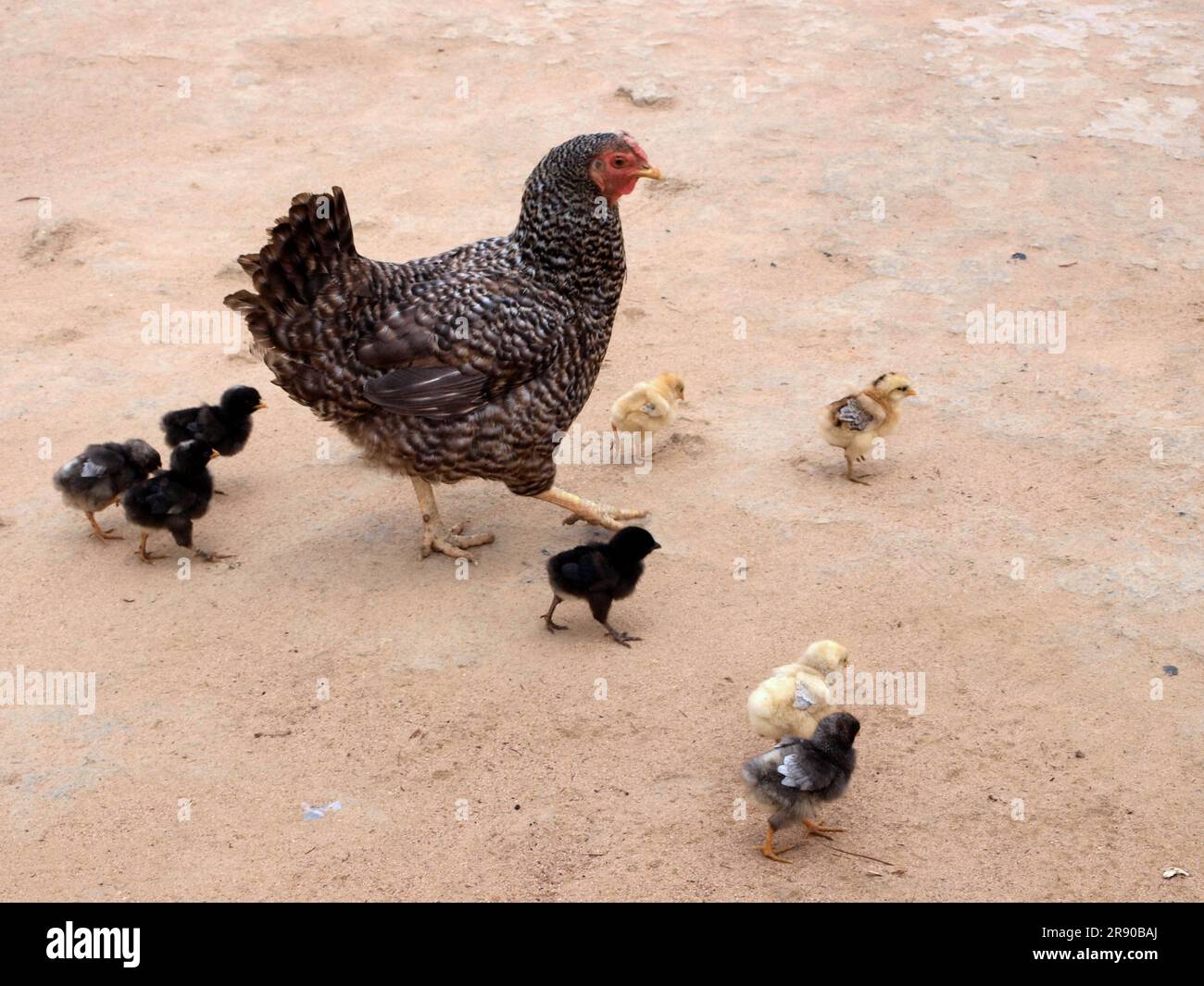Hen with brood hi-res stock photography and images - Alamy