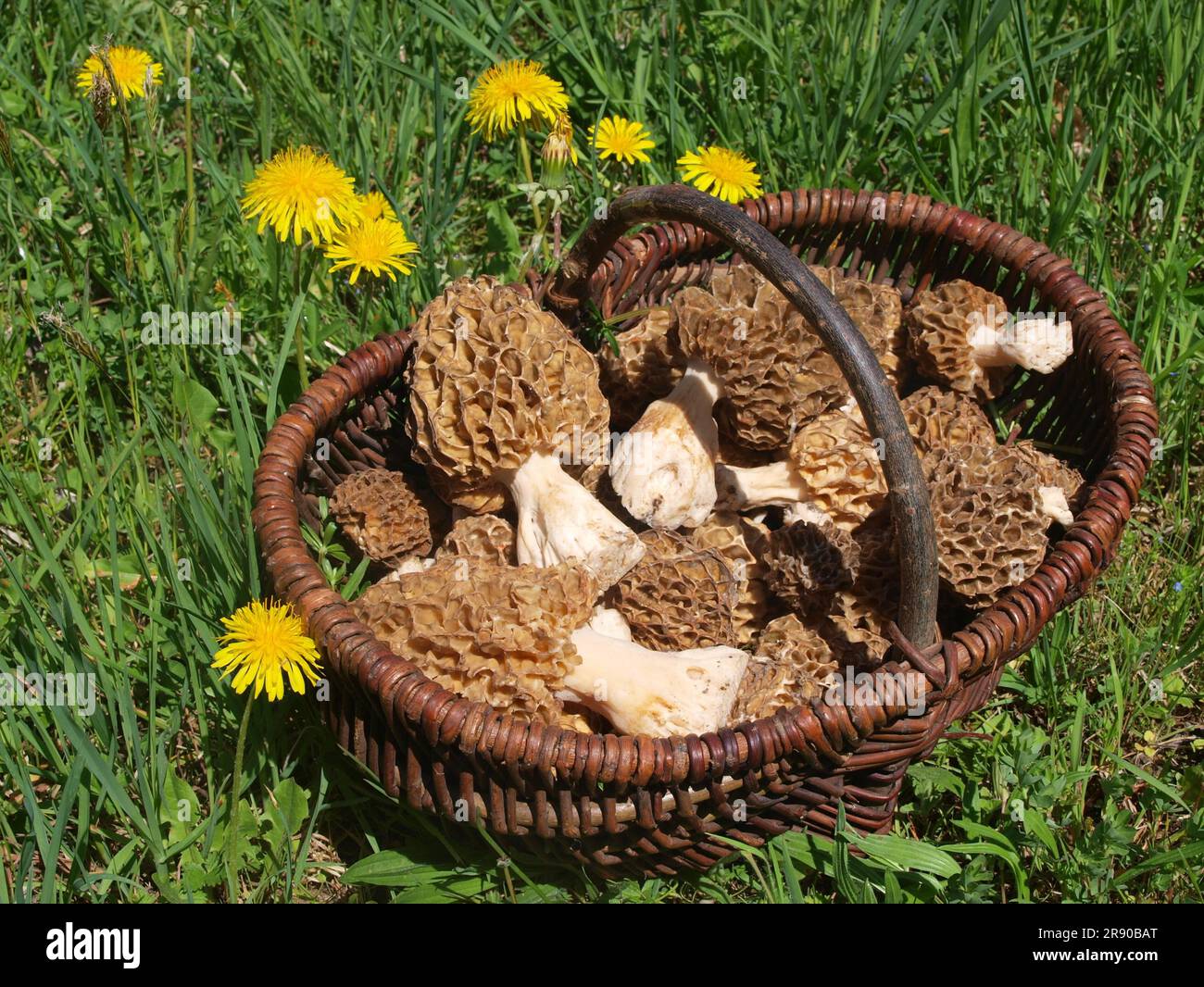 Basket with edible morels, dandelion Stock Photo - Alamy