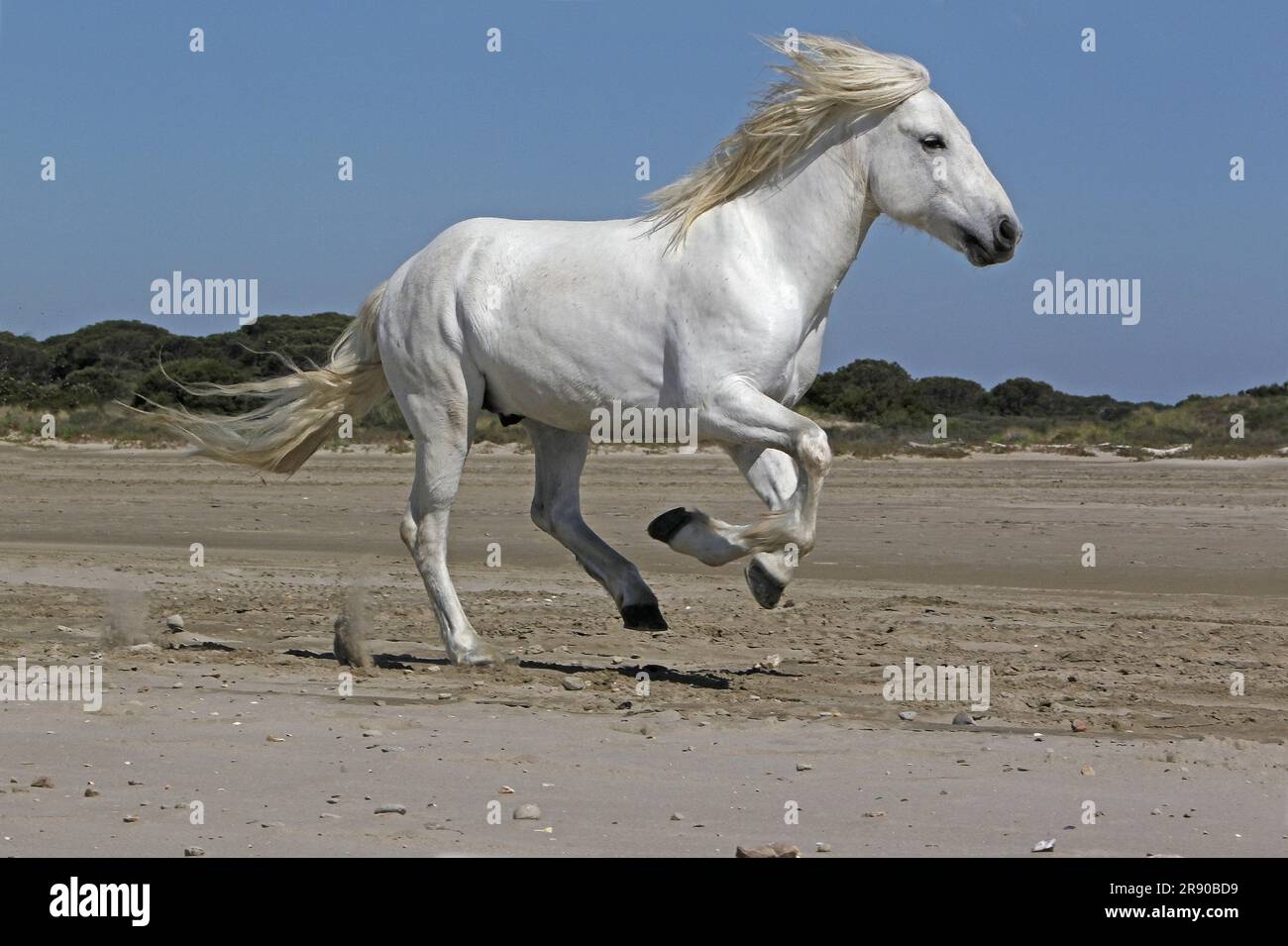 Camargue Horse, Stallion Galloping on the Beach, Saintes Marie de la ...