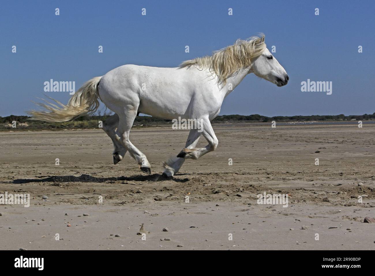 Camargue Horse, Stallion Galloping on the Beach, Saintes Marie de la ...