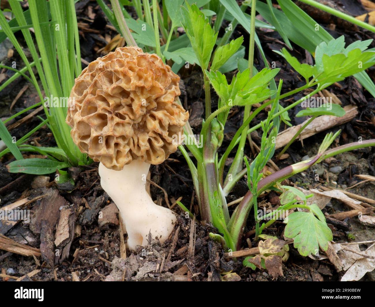 Common morel (Morchella esculenta Stock Photo - Alamy