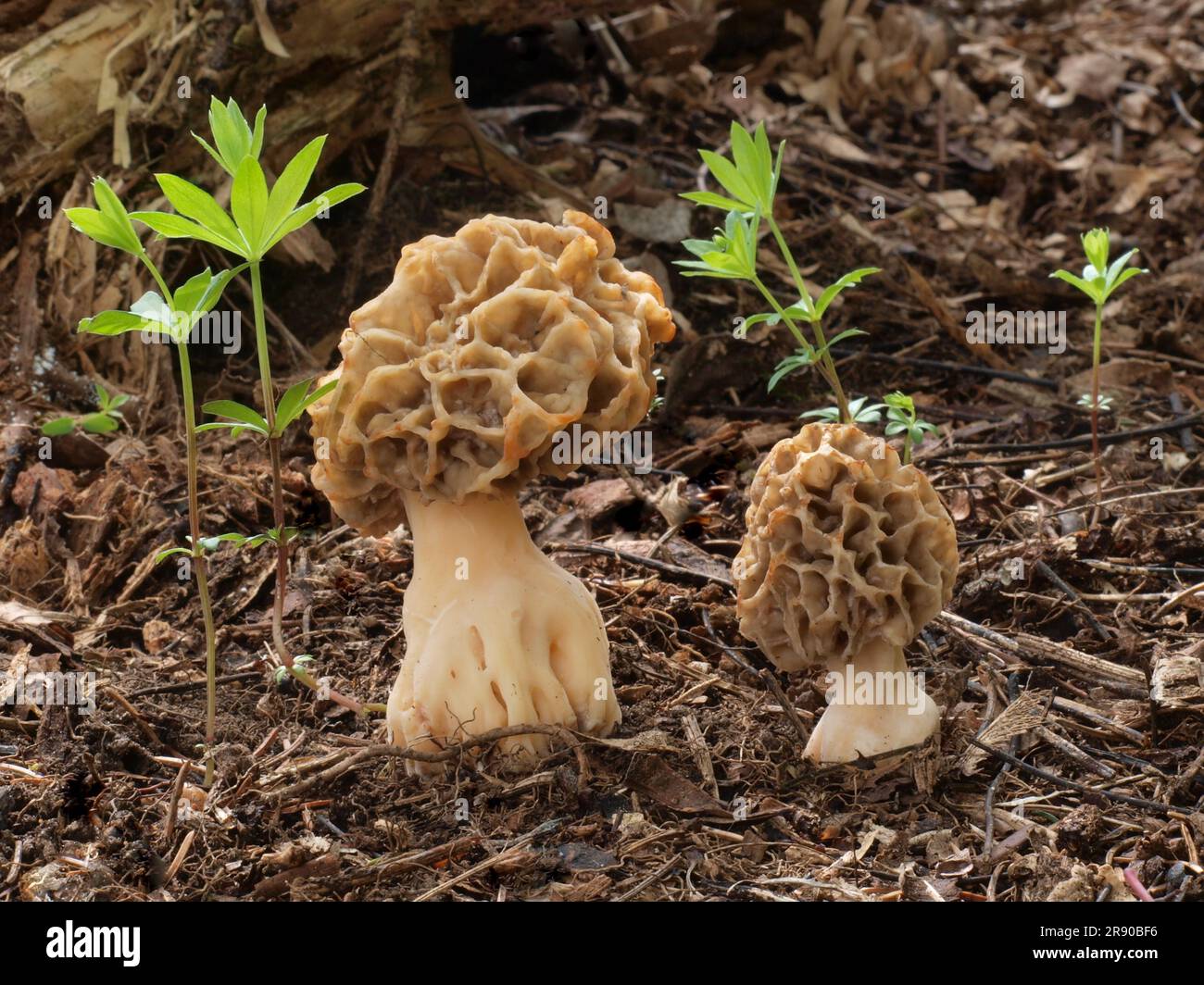 Fungus edible hi-res stock photography and images - Alamy