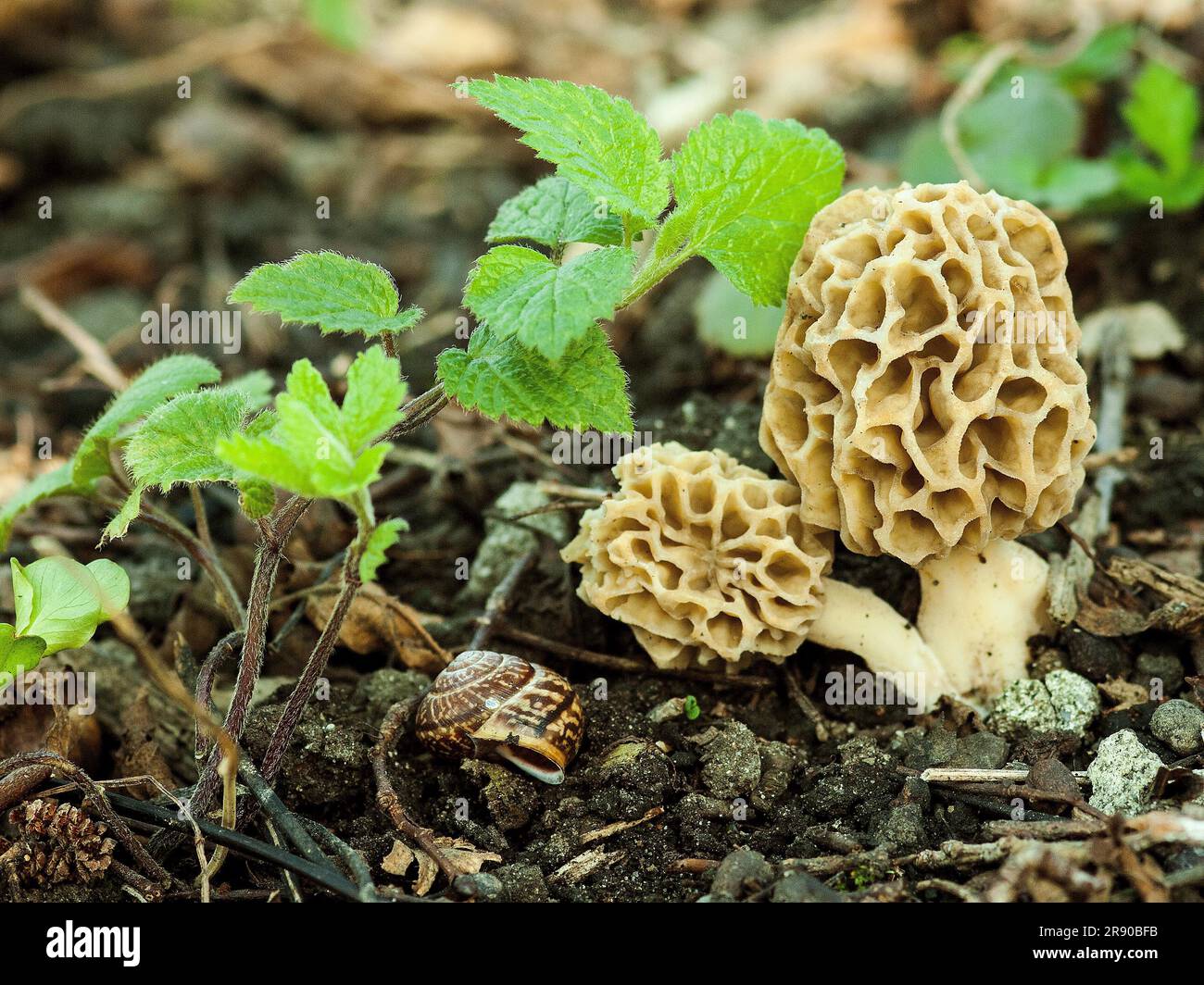 Speisemorchel (Morchella esculenta Stock Photo - Alamy
