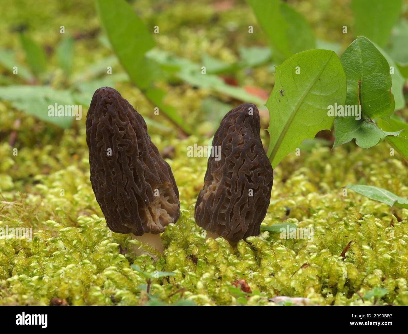 Spitzmorchel (Morchella elata), Morchella conica Stock Photo - Alamy