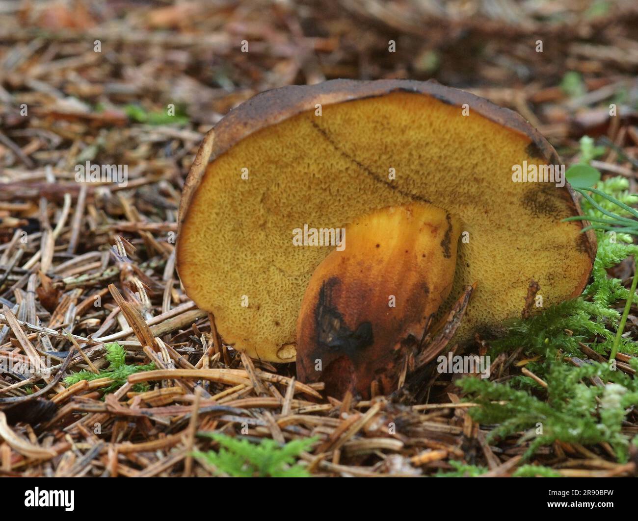 Cyanoboletus pulverulentus, commonly known as the ink stain bolete, is ...