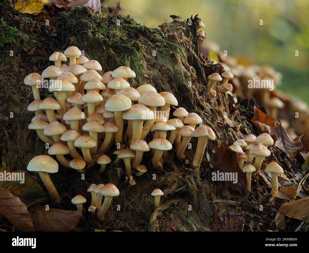 commonly known as the sulphur tuft, sulfur tuft or clustered woodlover ...