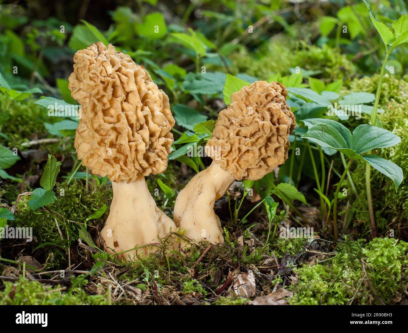 Common morel (morchella esculenta), morels Stock Photo - Alamy