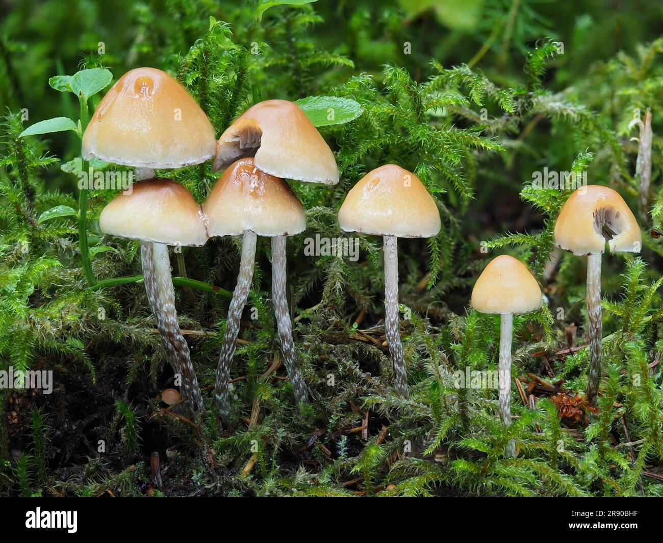 also known as Snakeskin Brownie (Hypholoma marginatum), is a smallish ...