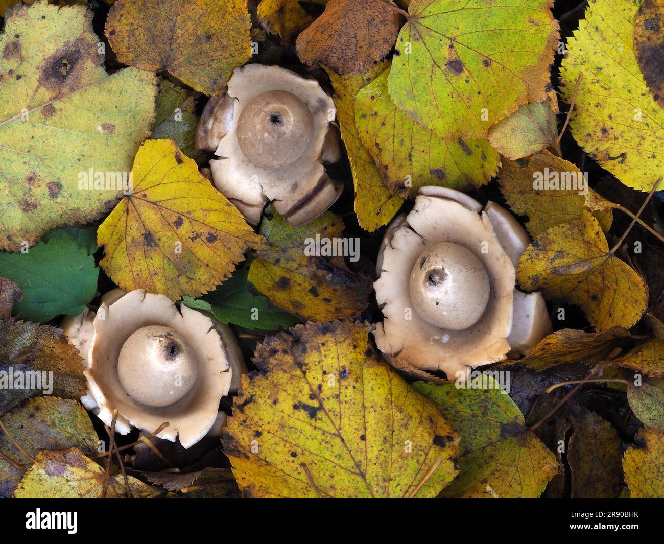 is an inedible fungus.It is commonly known as the collared earthstar ...