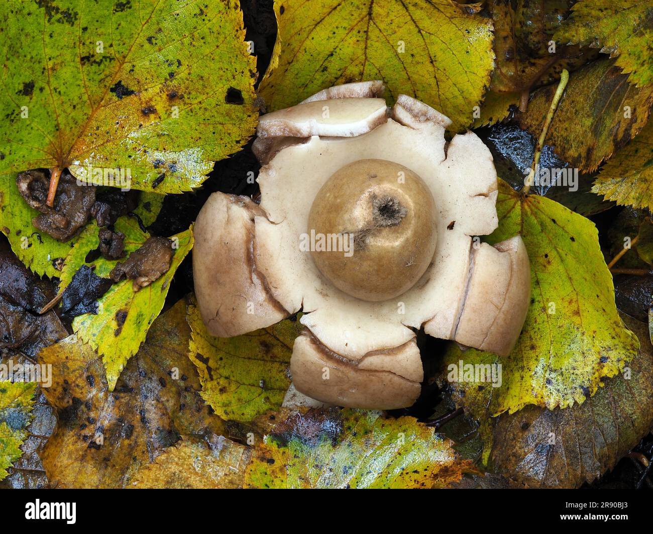 is an inedible fungus.It is commonly known as the collared earthstar ...