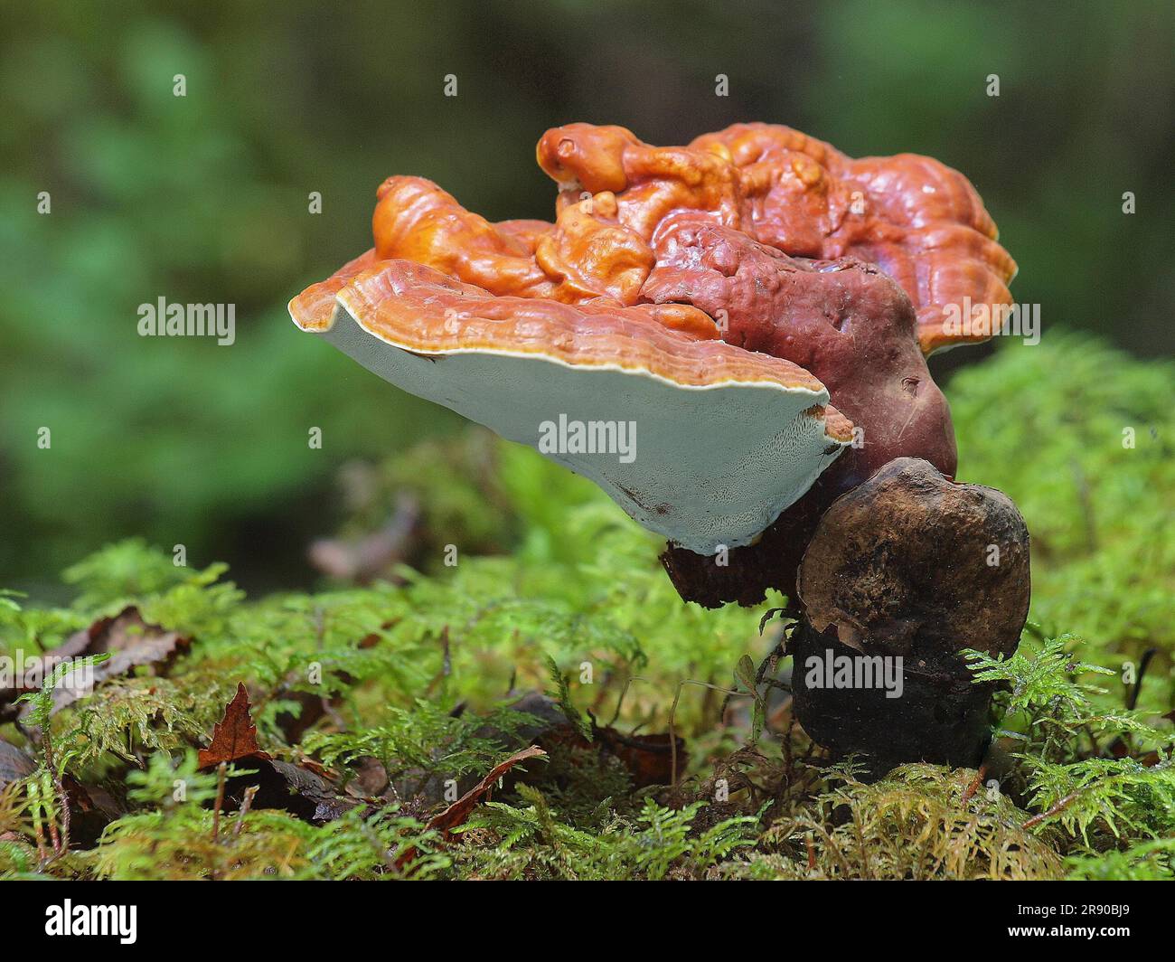 Red Reishi (Ganoderma lucidum), commonly known as Ling Zhi in Chinese ...