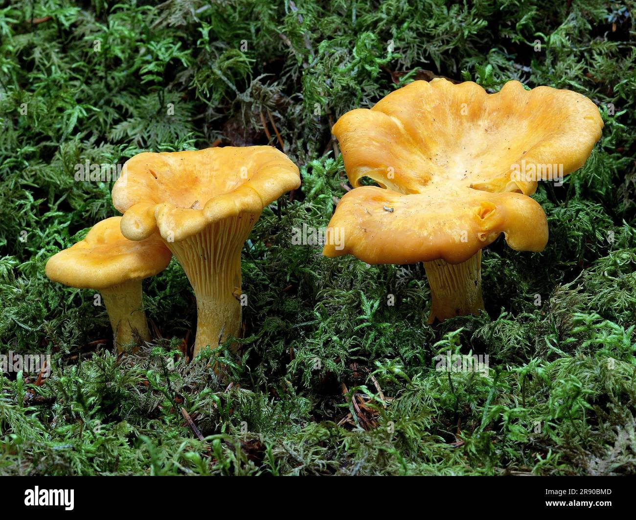 Natural grown mushroom hi-res stock photography and images - Alamy