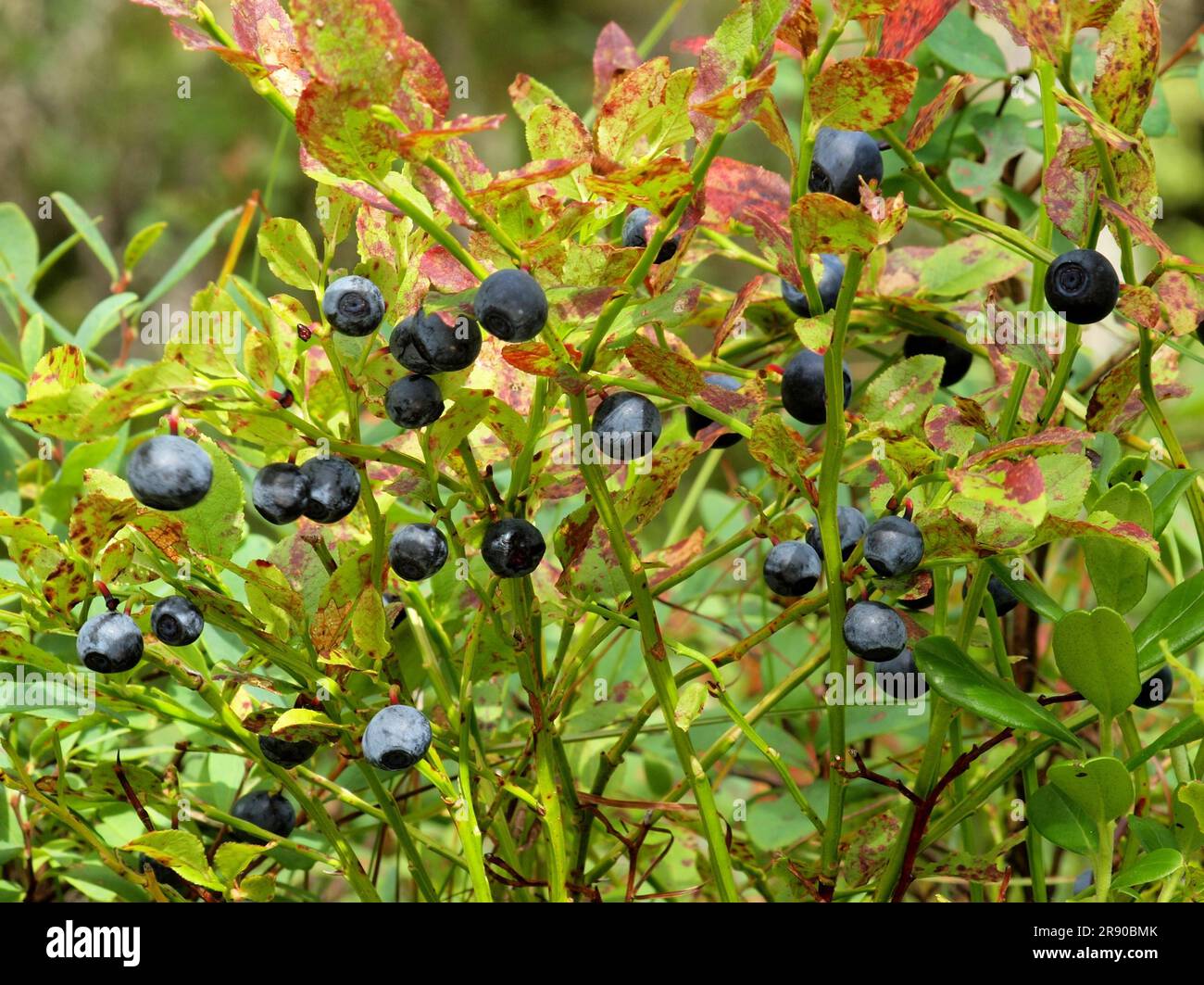 (Vaccinium myrtillus) is a species of shrub with edible fruit of blue ...