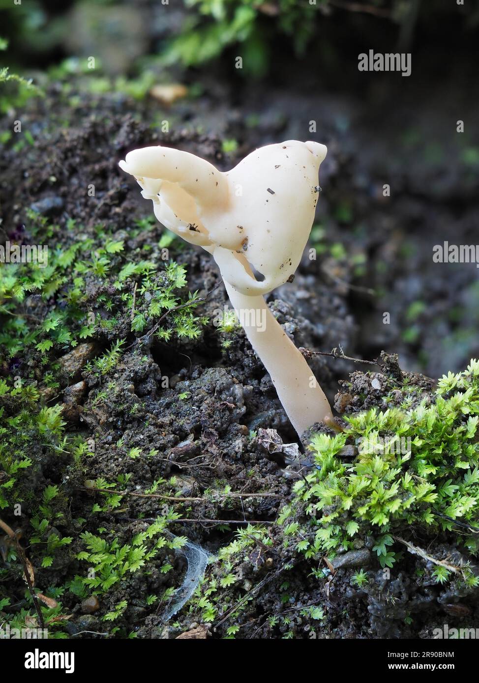 Lorchel hi-res stock photography and images - Alamy