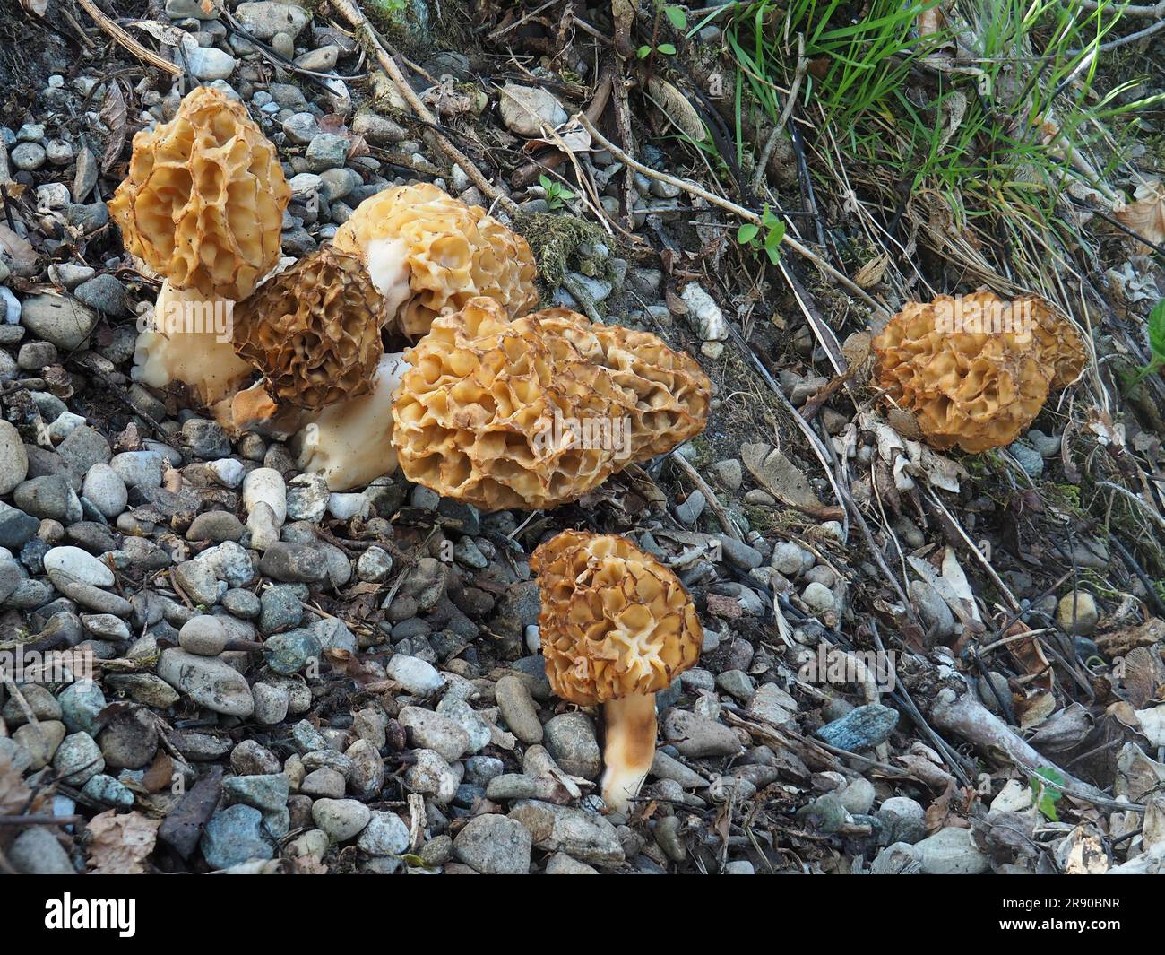 (commonly known as common (Morchella esculenta) morel) (morel) (yellow ...