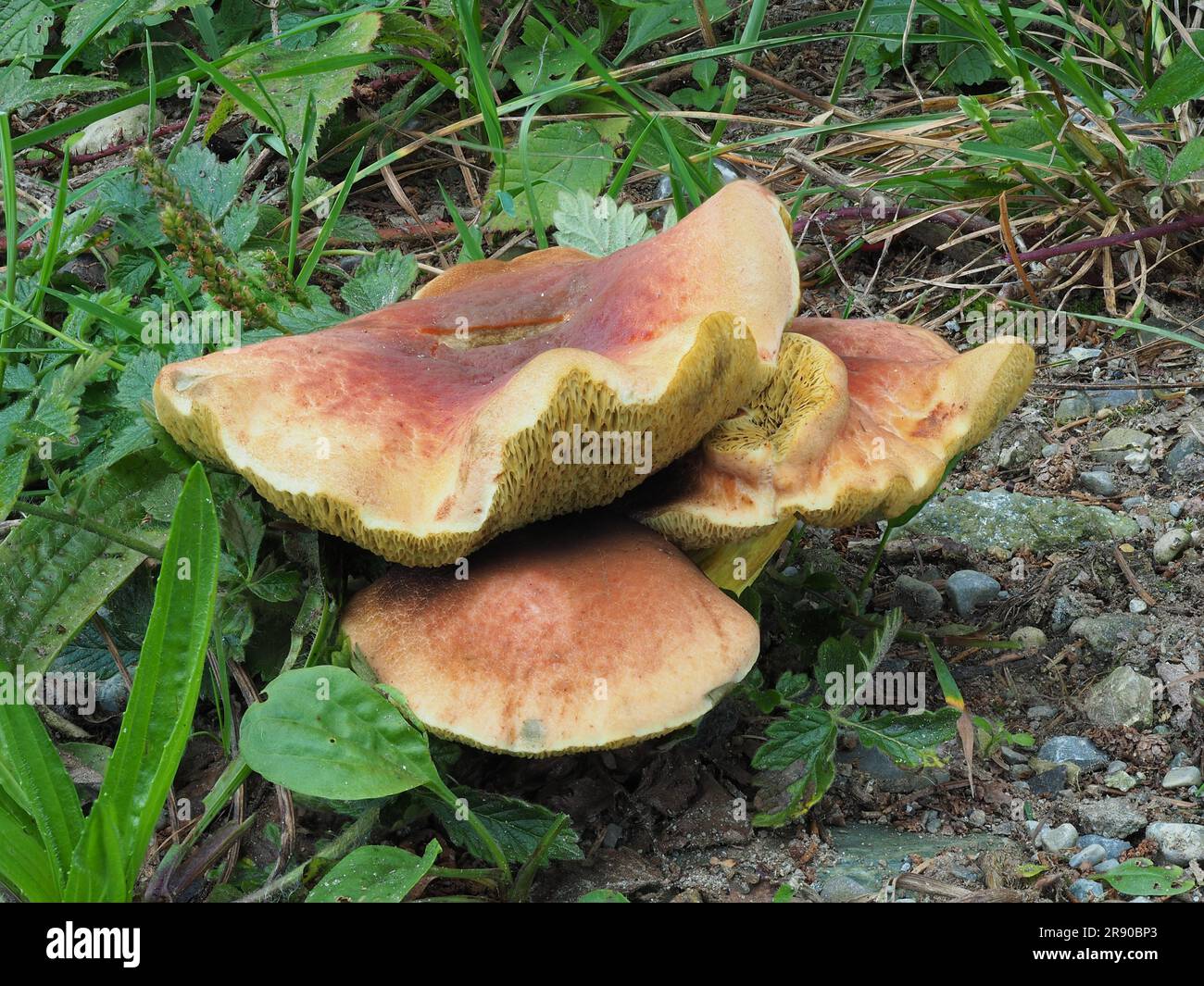 Xerocomellus armeniacus, formerly known as Boletus armeniacus or ...