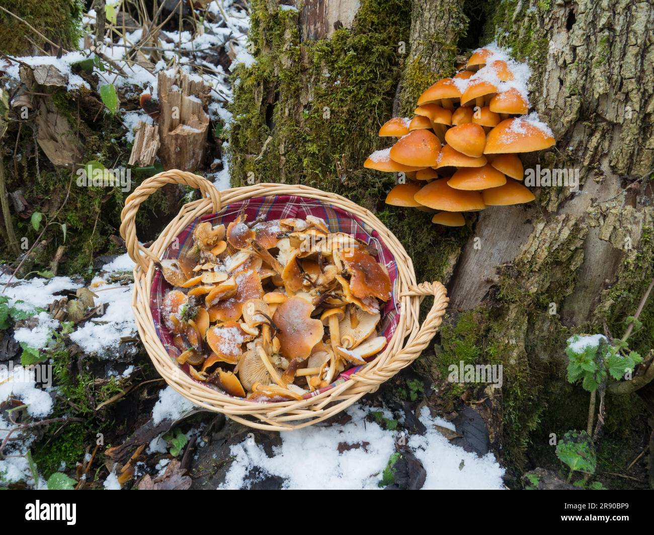 Velvet-footed ruffles are good edible mushrooms that grow in winter ...