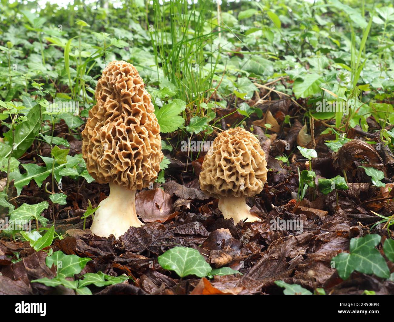 Morel dish hi-res stock photography and images - Alamy