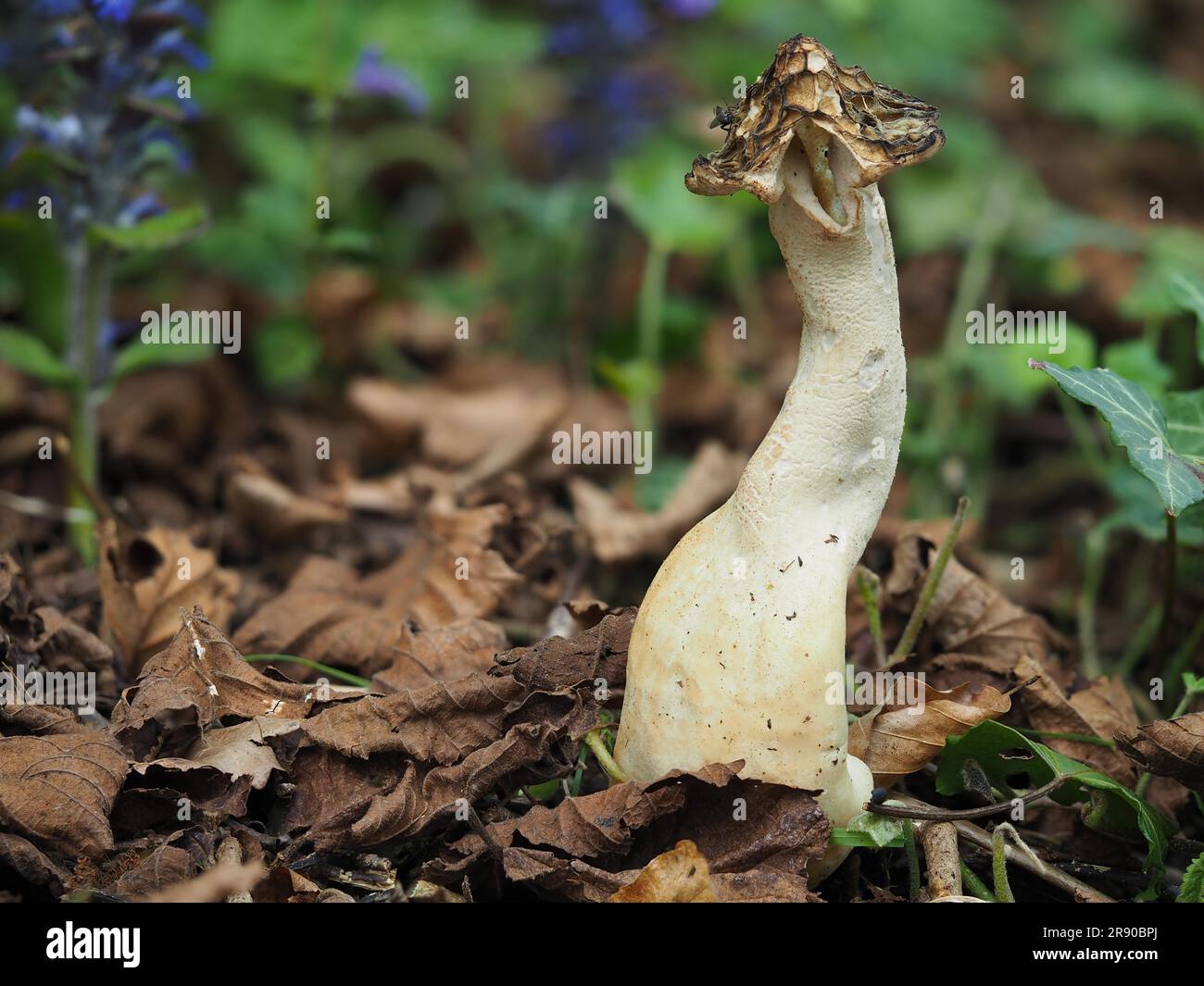 commonly called the half-free morel (Morchella semilibera), is a ...
