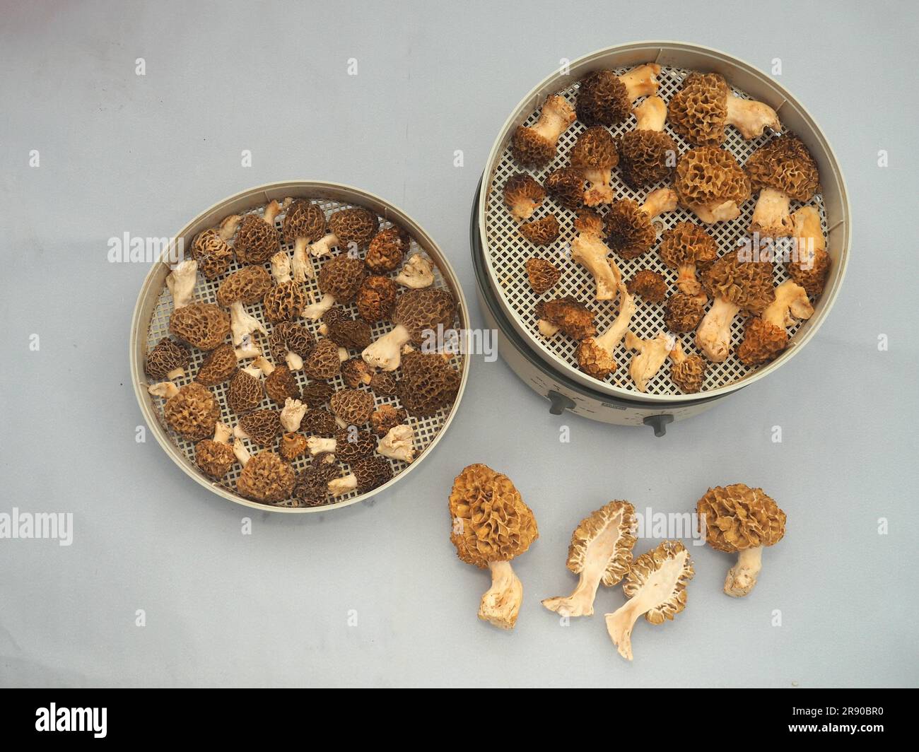 Morel dish hi-res stock photography and images - Alamy