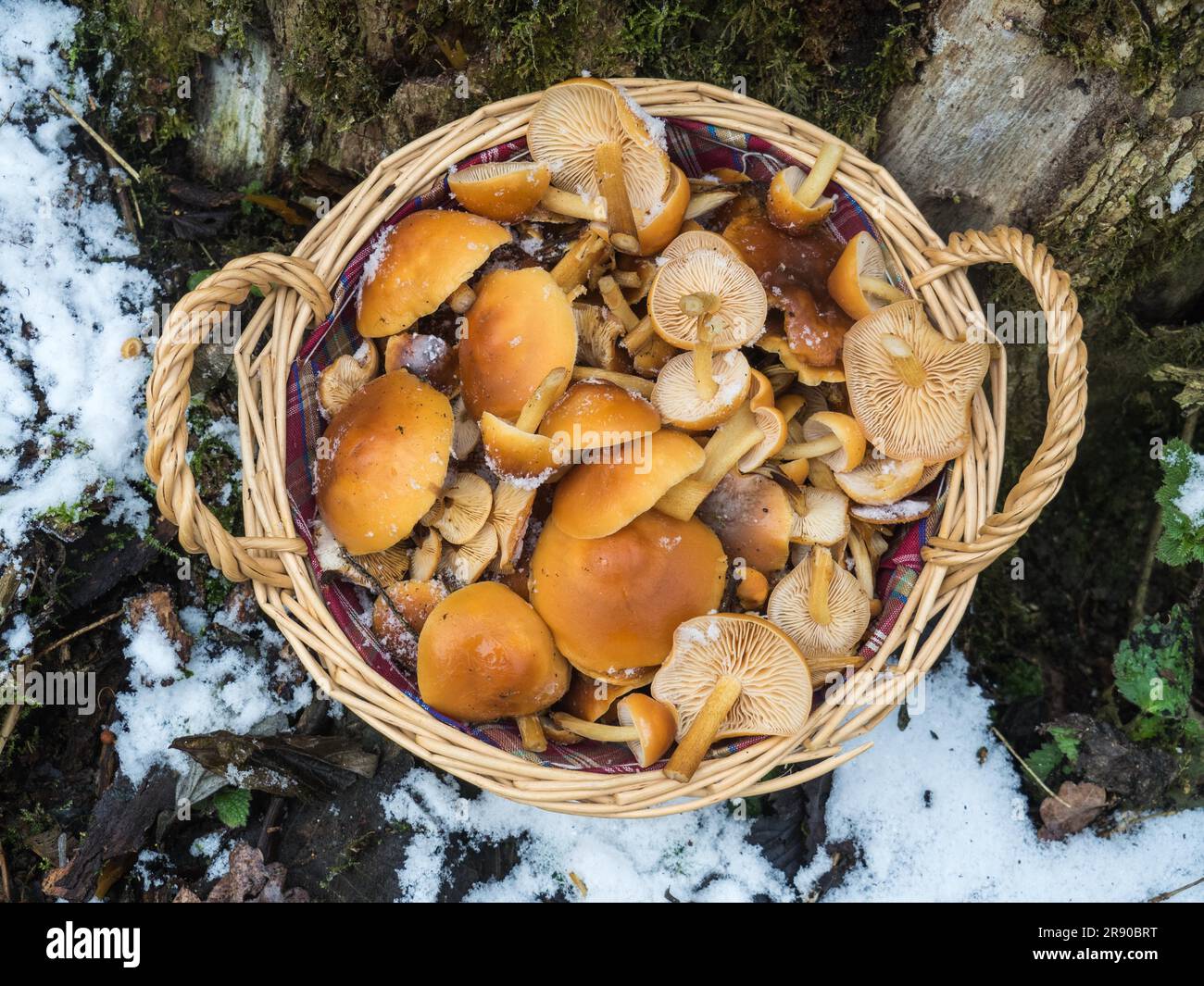Velvet-footed ruffles are good edible mushrooms. They grow in winter ...