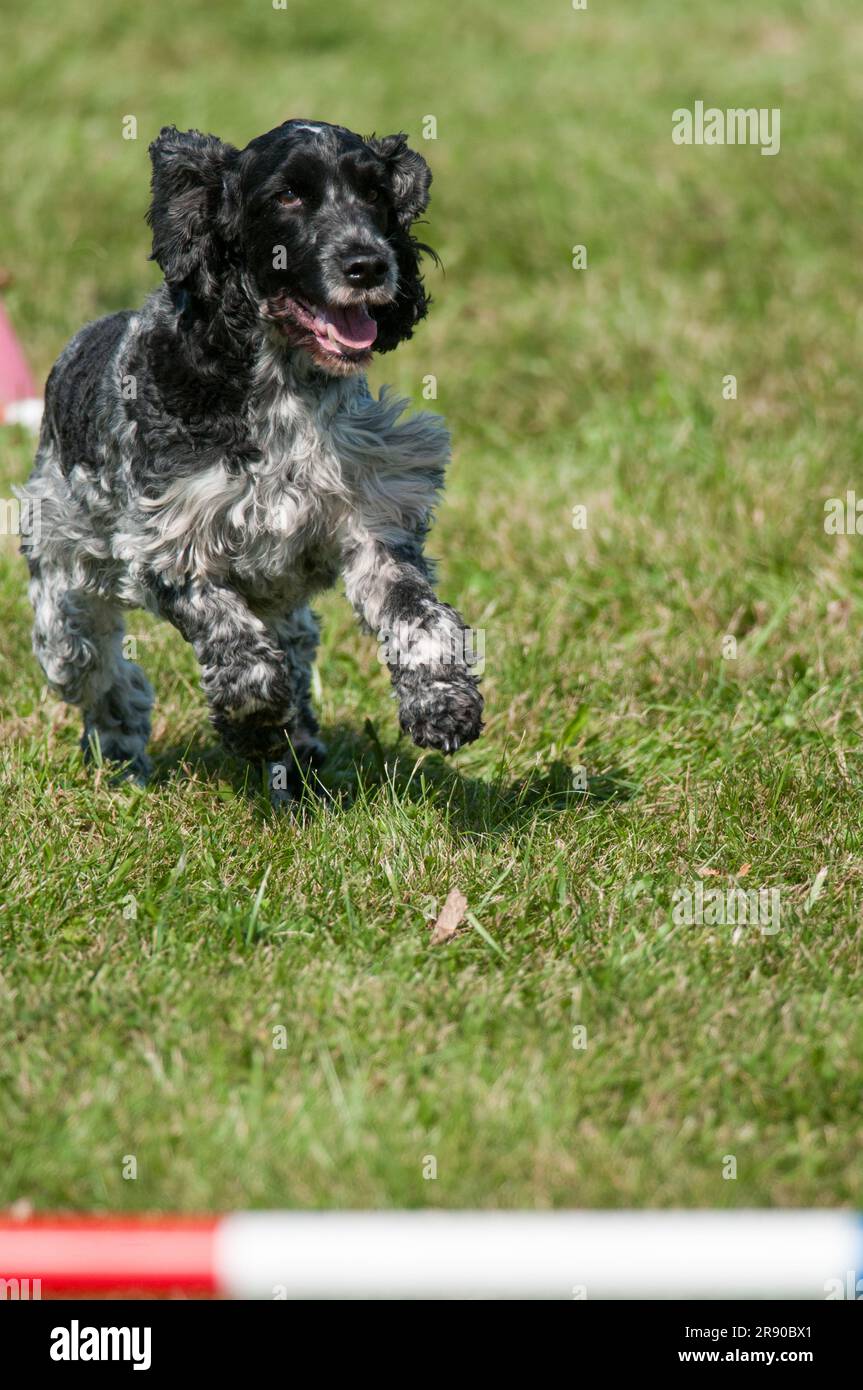 English Cocker Spaniel running during agility competition Stock Photo ...