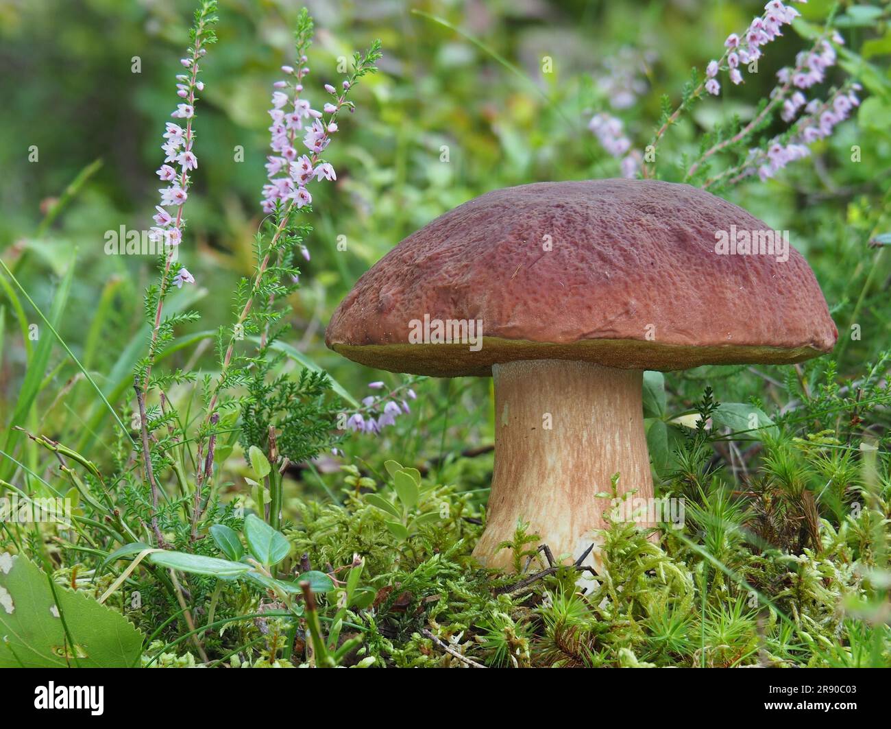 The pine or red-hooded boletus (Boletus pinophilus) is a species of ...