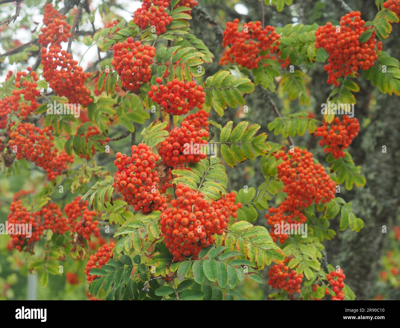 (Sorbus aucuparia) occurs as a tree or shrub that grows up to between 5 ...