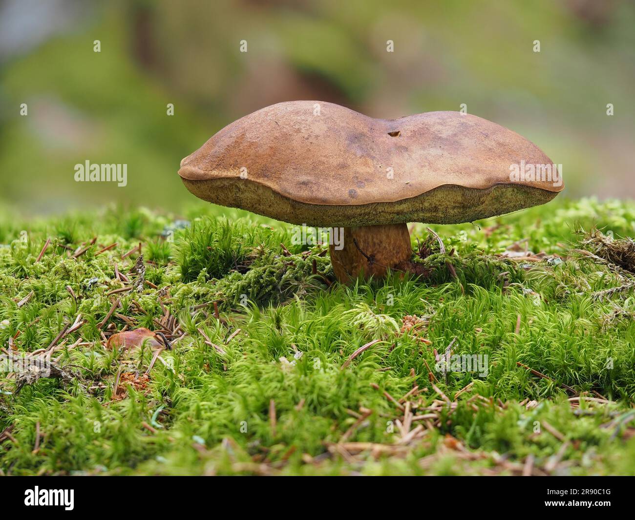 Moss found in europe and north america hi-res stock photography and ...