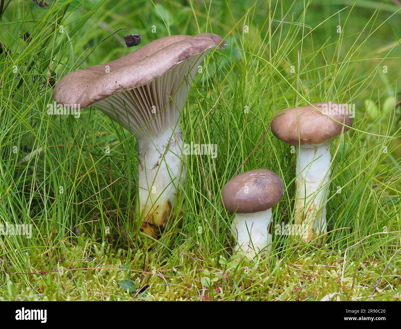 Cow's mouth, slimy spike-cap (Gomphidius glutinosus Stock Photo - Alamy