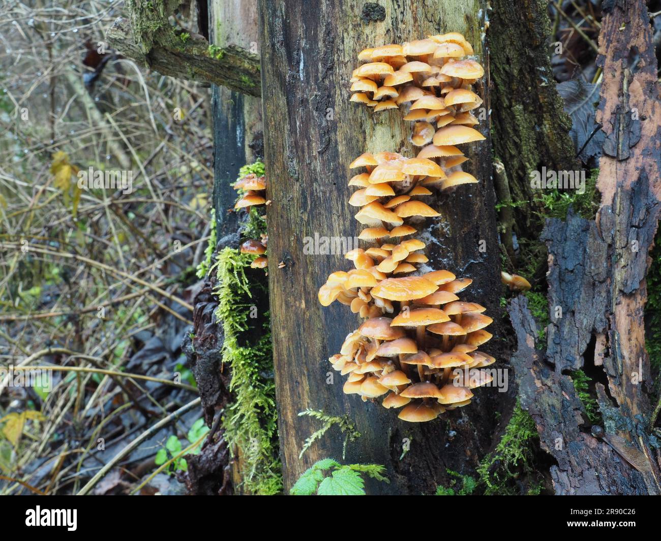 also known as the winter mushroom (Flammulina velutipes), velvet stem ...