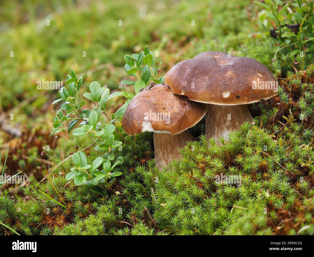King boletes (Boletus edulis) in the moss Stock Photo - Alamy