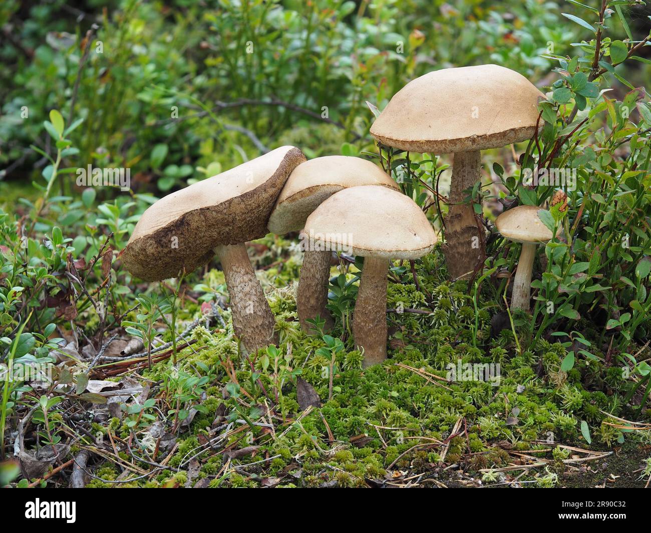 Birch boletes (Leccinum scabrum Stock Photo - Alamy