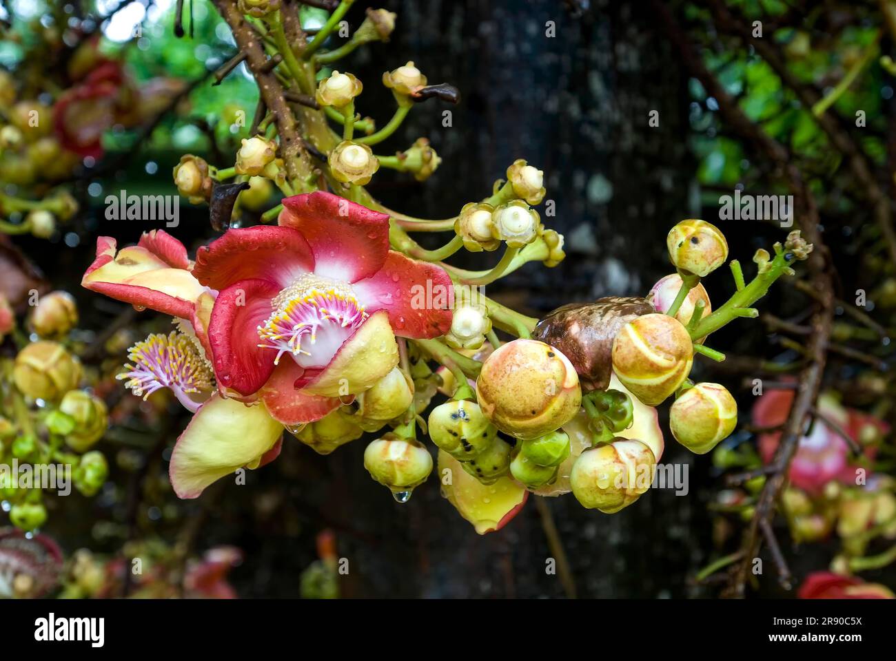 The Cannon ball tree (Couroupita guianensis) Nagalinga tree flower ...