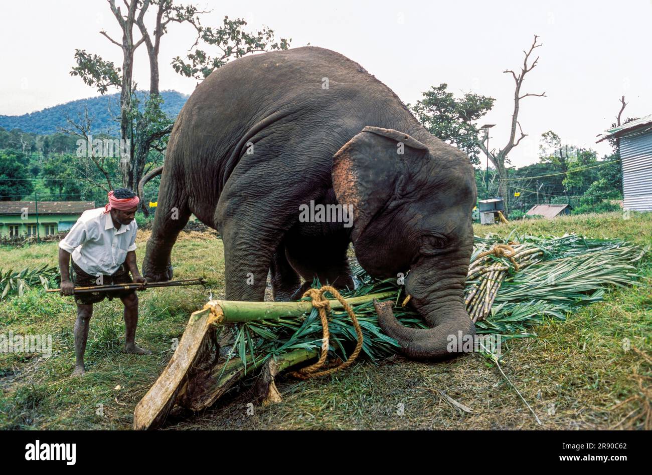 Elephant rejuvenation camp medical care and nutritional attention for ...