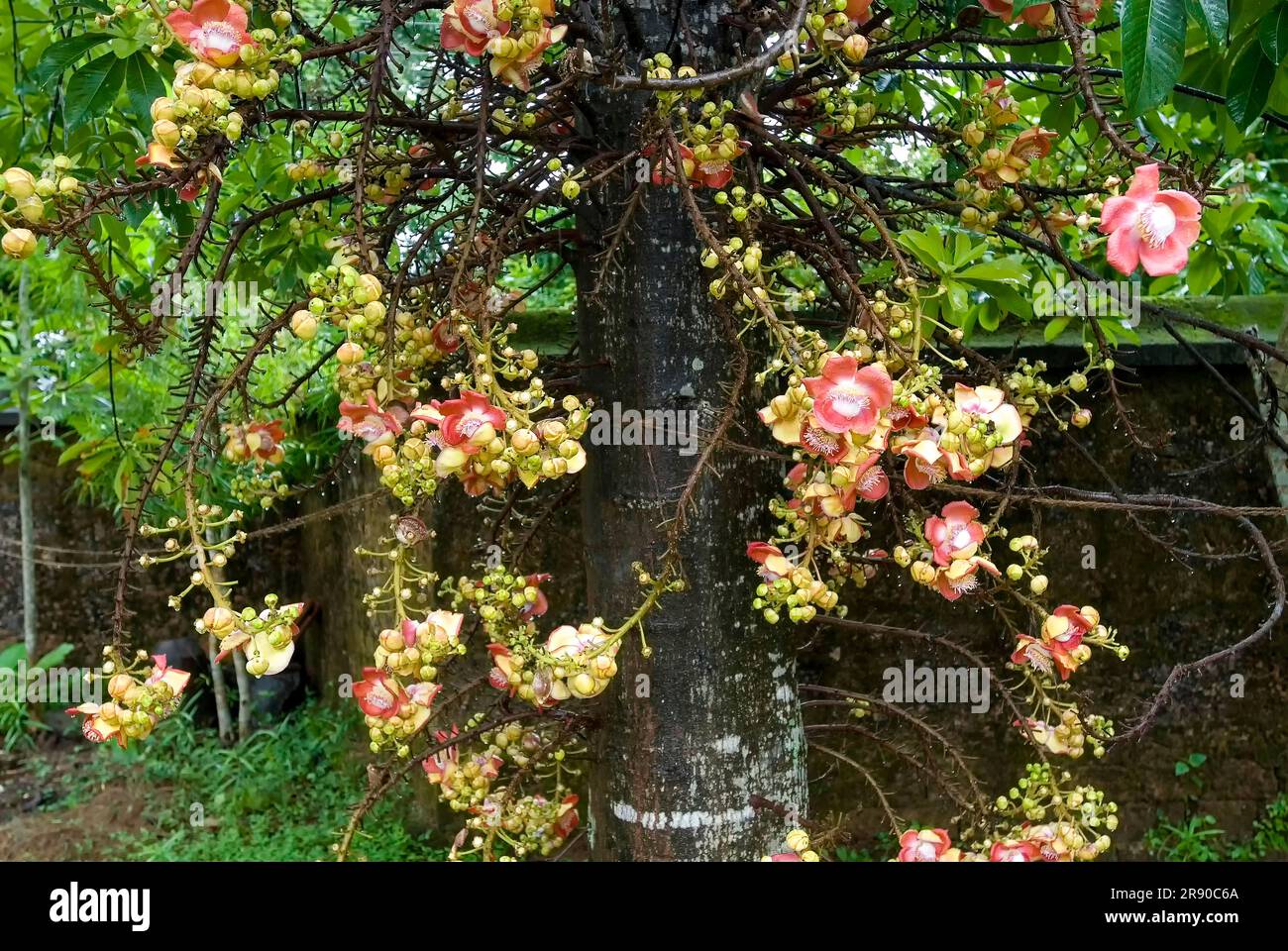 The Cannon ball tree (Couroupita guianensis) Nagalinga tree flower ...