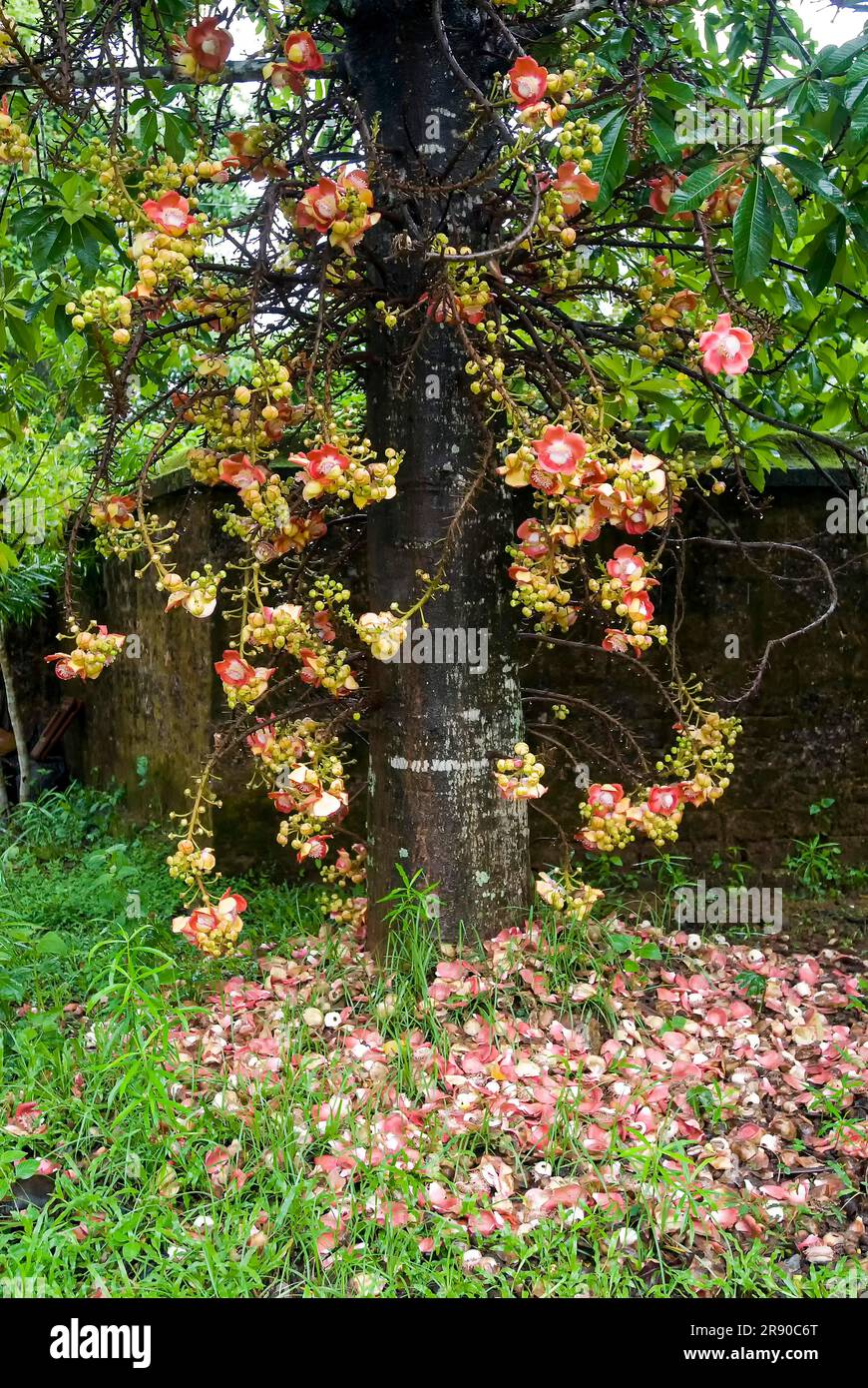 The Cannon ball tree (Couroupita guianensis) Nagalinga tree flower ...