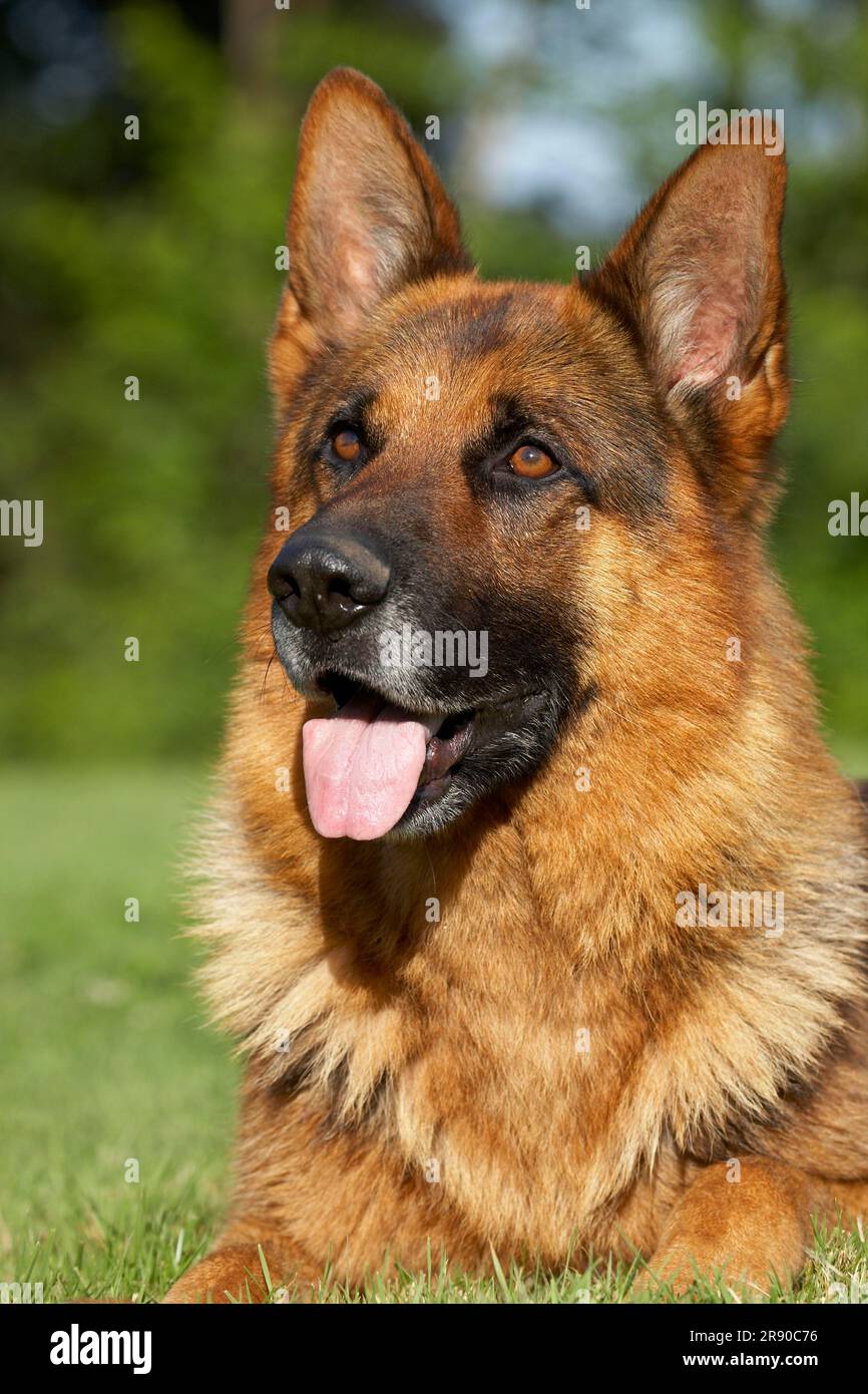 Portrait alsatian hi-res stock photography and images - Alamy