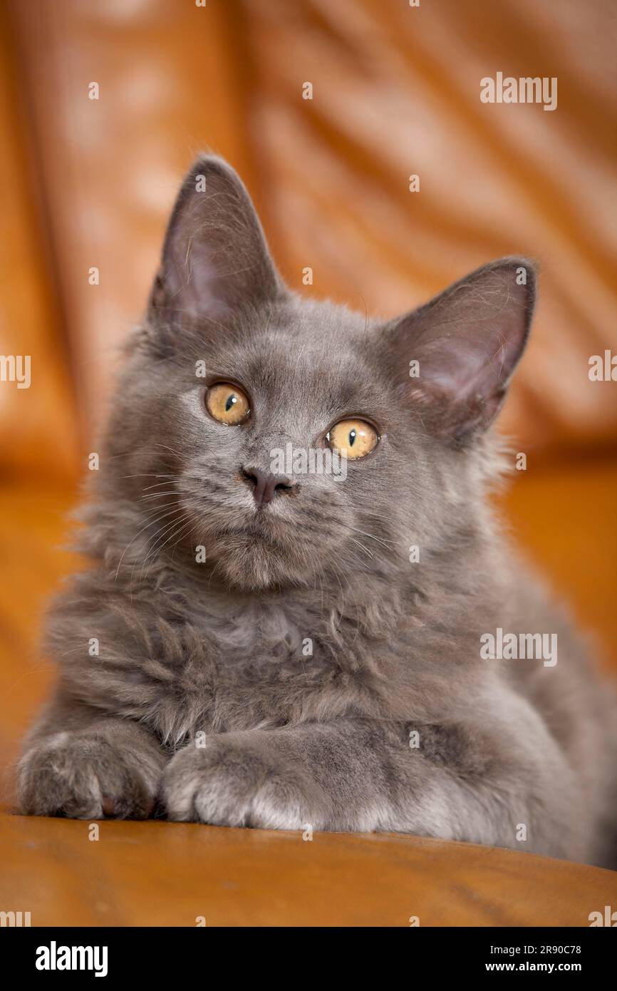 Maine Coon cat, blue Stock Photo - Alamy