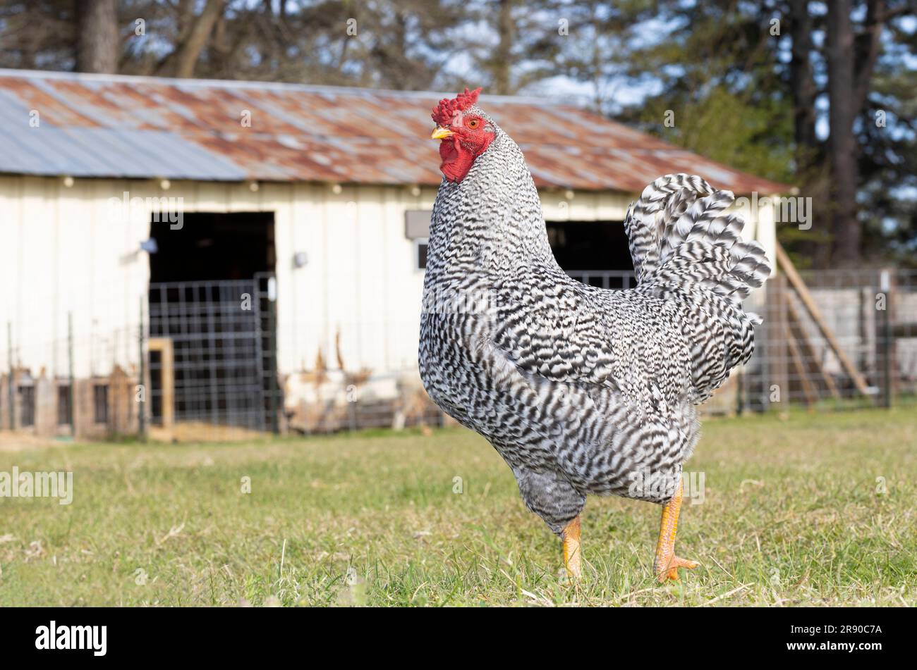 Rooster broken leg hi-res stock photography and images - Alamy
