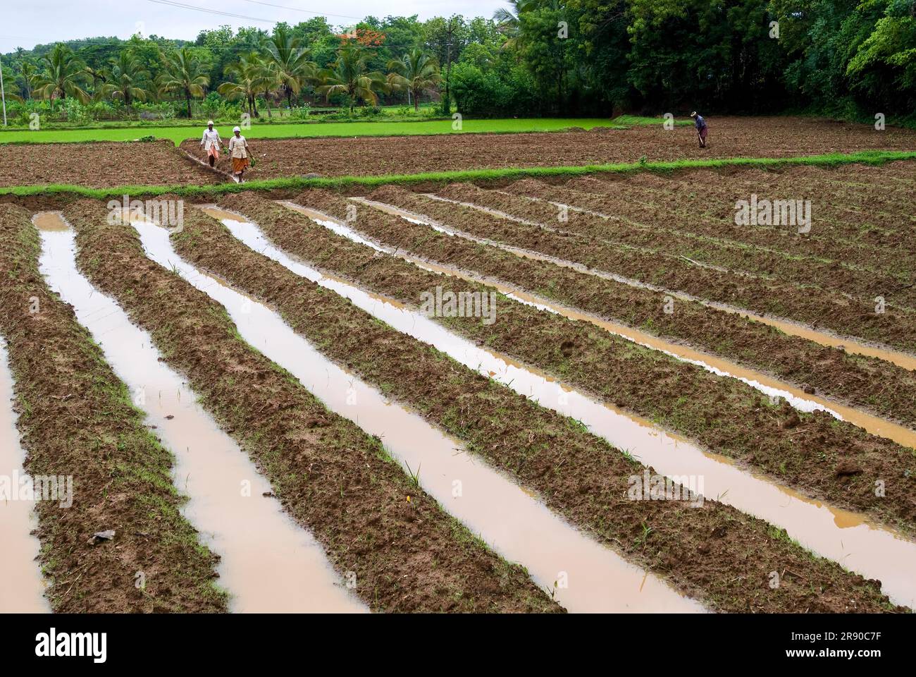 A field is ready for transplanting the Yam seedlings near Palakkad ...