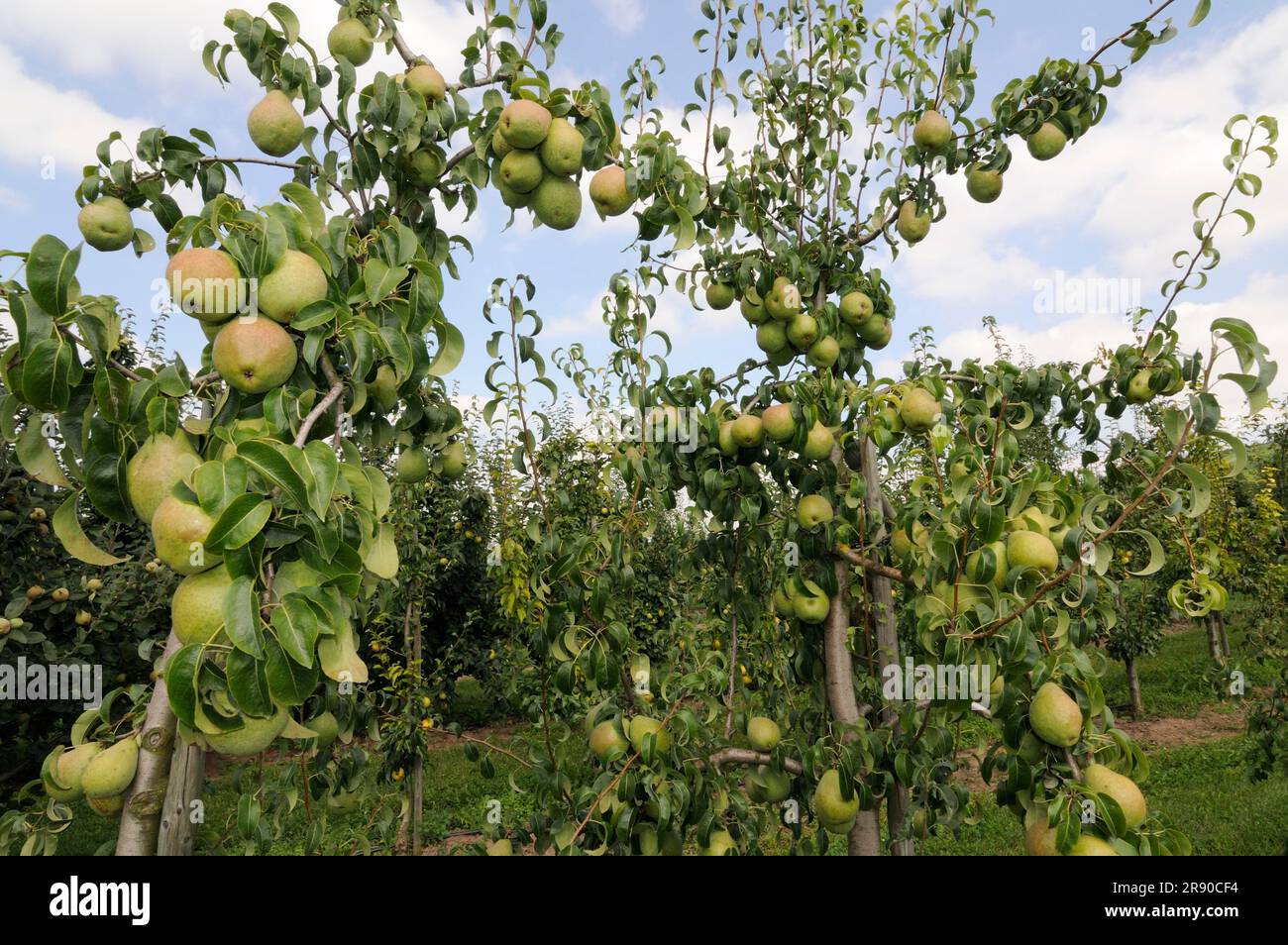 Pears David on tree (Pyrus communis Stock Photo - Alamy