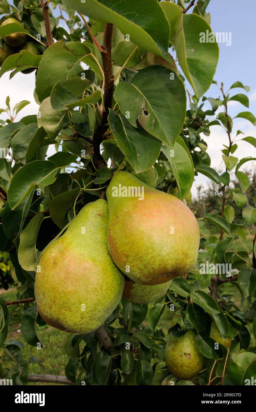 Pear on tree pyrus communis hi-res stock photography and images - Alamy