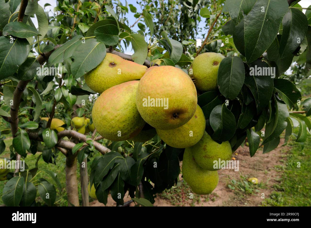 Pears Beautiful Helen on the tree (Pyrus communis), Beautiful Helen ...