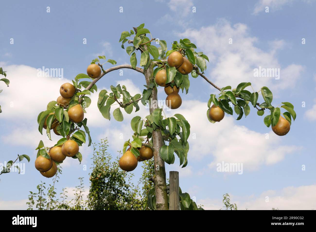 Pears Manon on the tree (Pyrus communis Stock Photo - Alamy