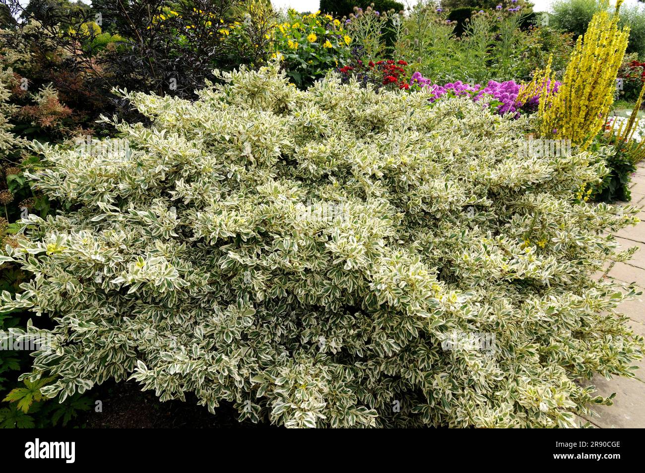 Creeping spindle shrub Emerald Gaity (Celastraceae), tree shrubs ...