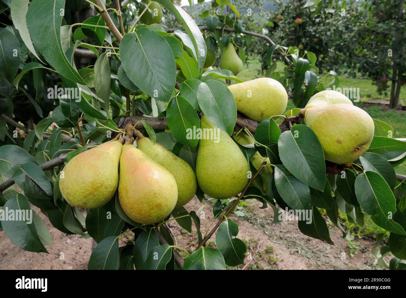 Beautiful varieties hi-res stock photography and images - Alamy