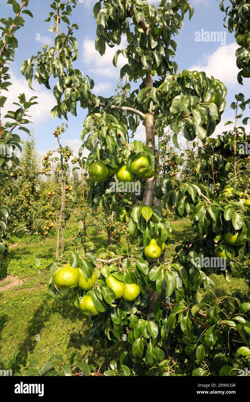 Pyrus Communis Tree