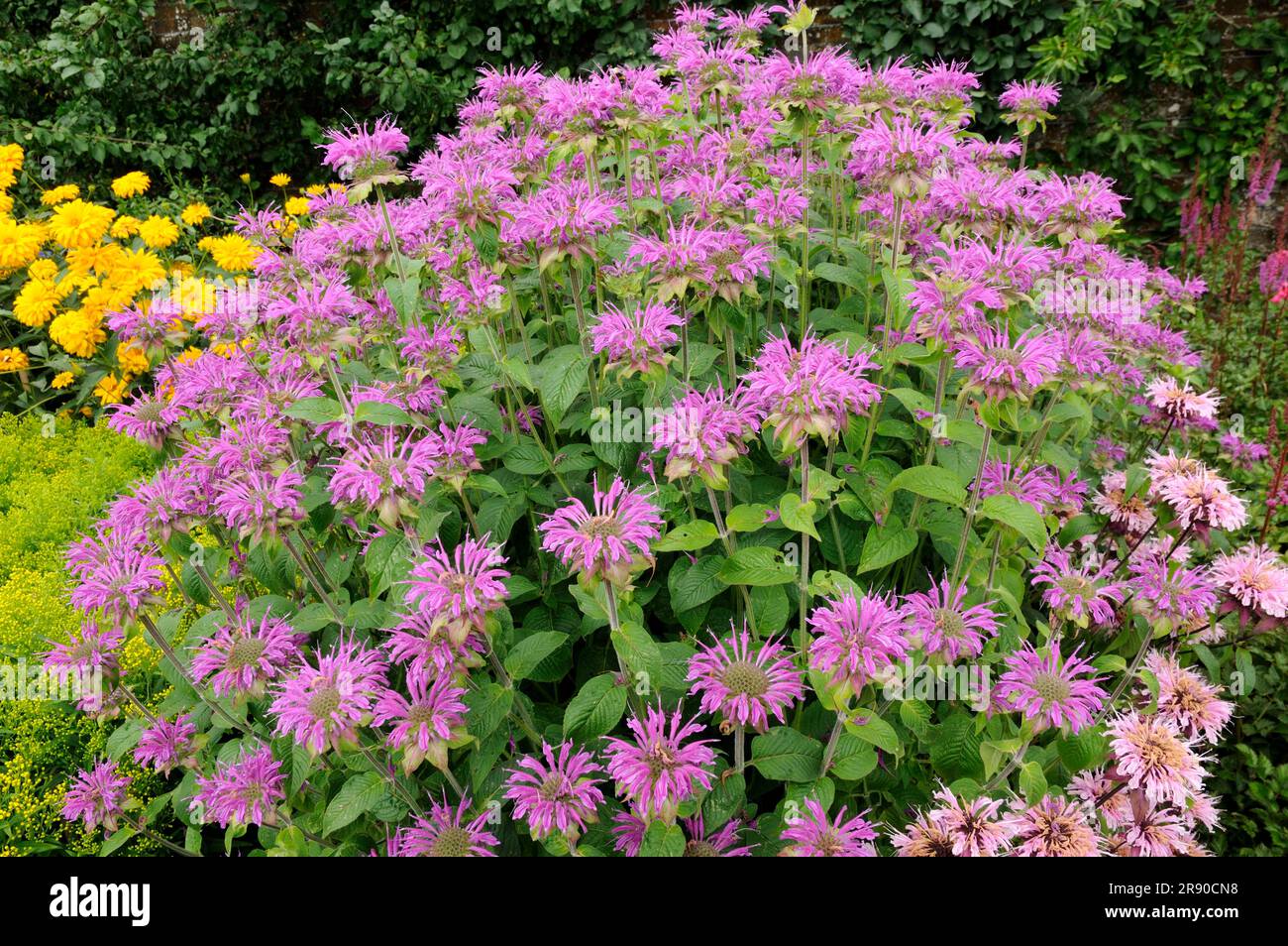 Monarda prairie night hi-res stock photography and images - Alamy